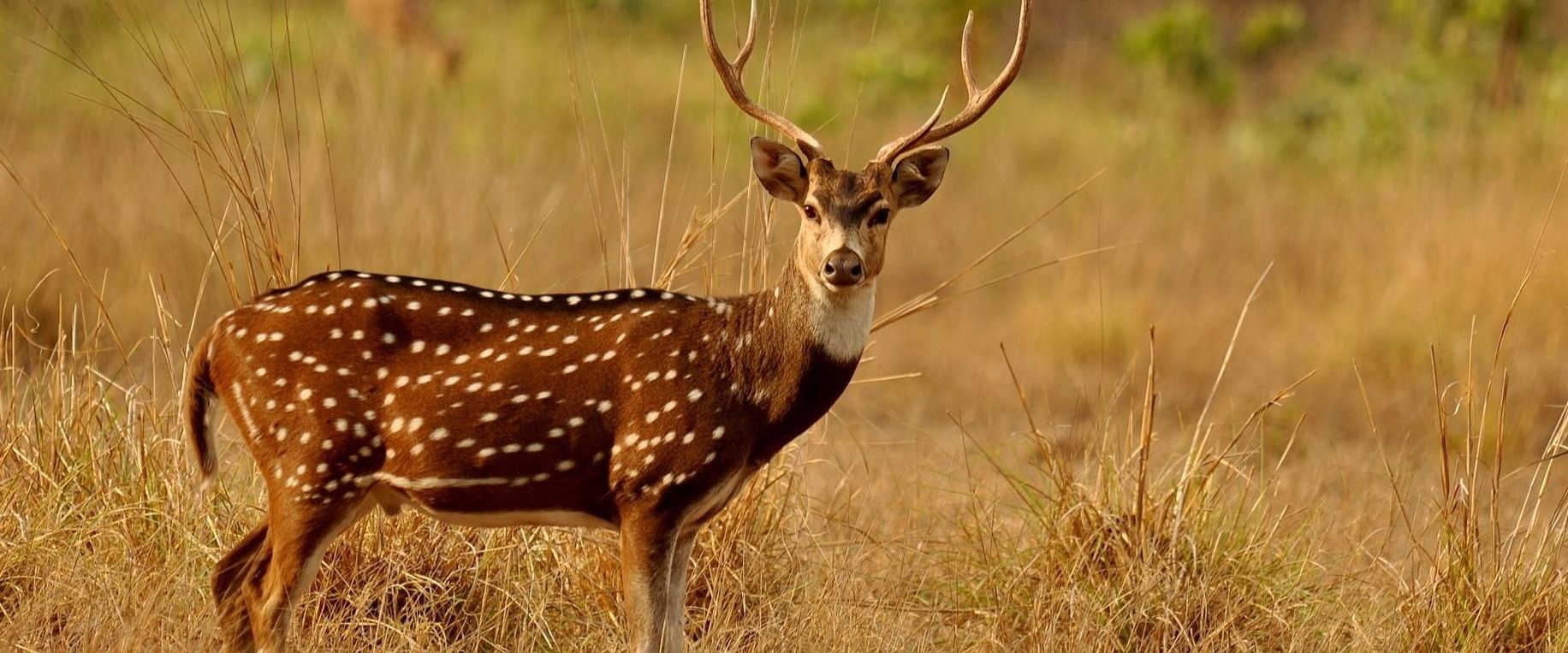 Jungle Safari Tour | Koshi Tappu Wildlife Reserve | Himalayan Nepal Trek